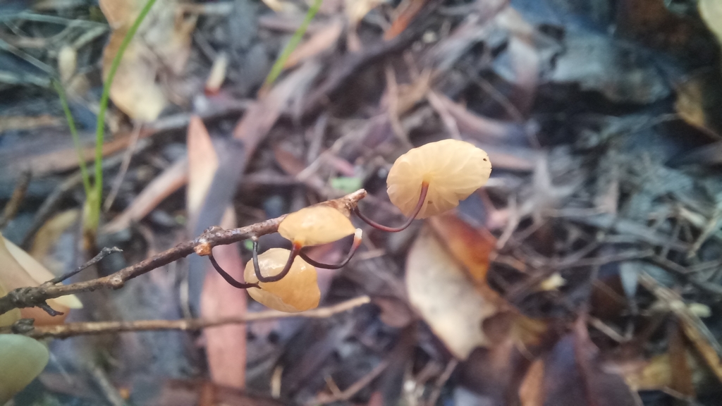 Oak-leaf Pinwheel from Bramley WA 6285, Australia on July 14, 2021 at ...