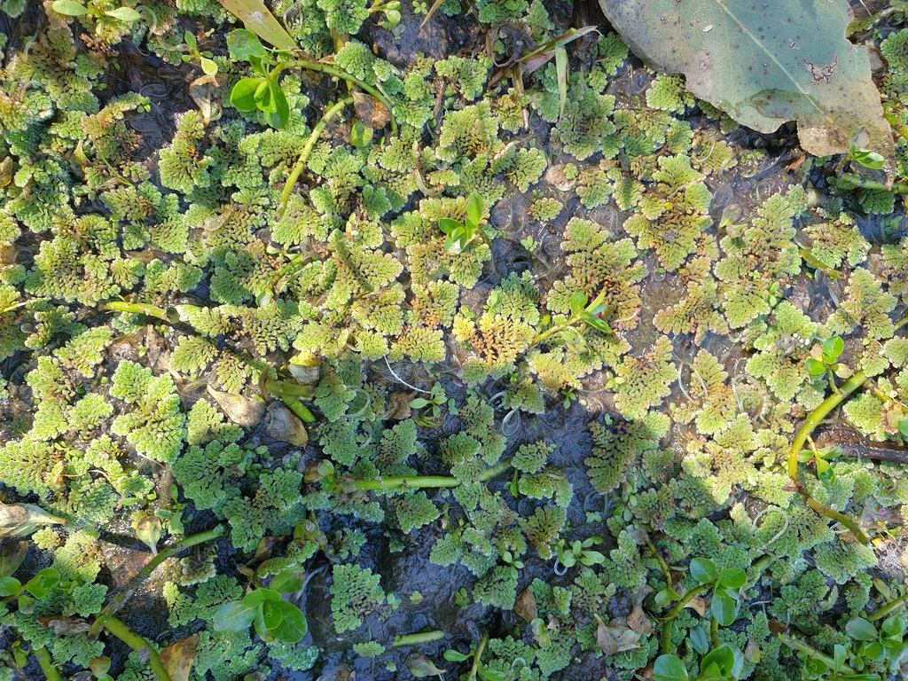 Feathered Mosquito Fern in July 2021 by Nick Swanson · iNaturalist