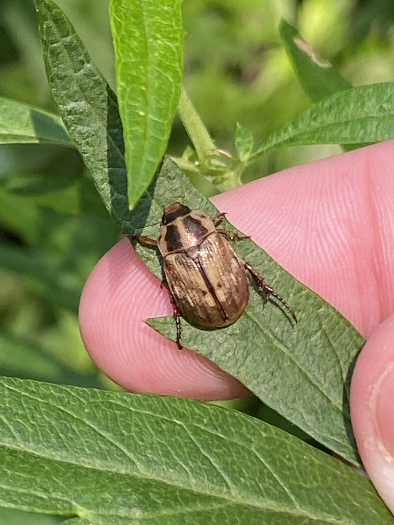 Oriental Beetle from Channing H. Philbrick Park, Penfield, NY, US on ...
