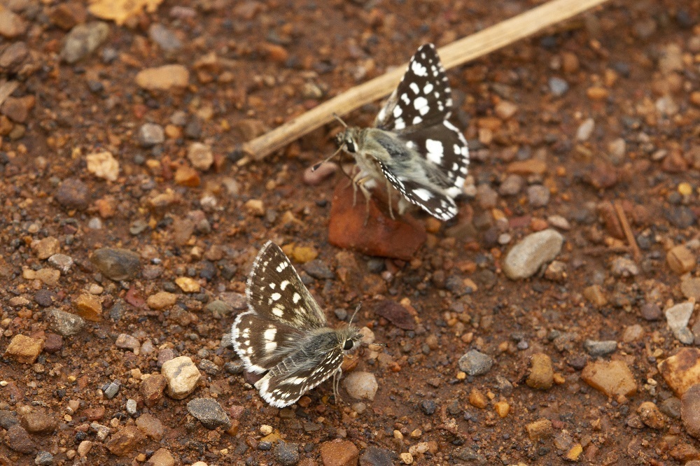 Mountain Sandman from Caracal Lodge, Nelspruit on November 2, 2014 by ...