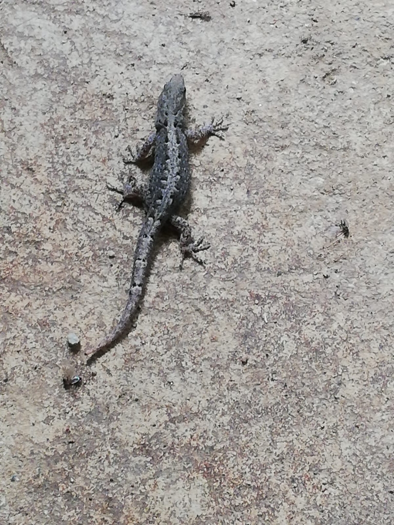 Shieldhead Gecko from Zurmi, Ecuador on July 17, 2021 by Fernando Ayala ...
