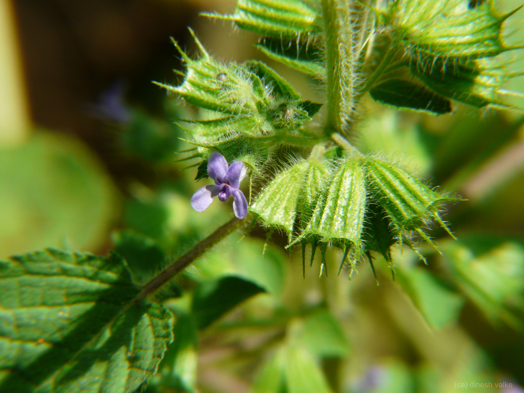 Hyptis (Flora Singapore List H) · iNaturalist
