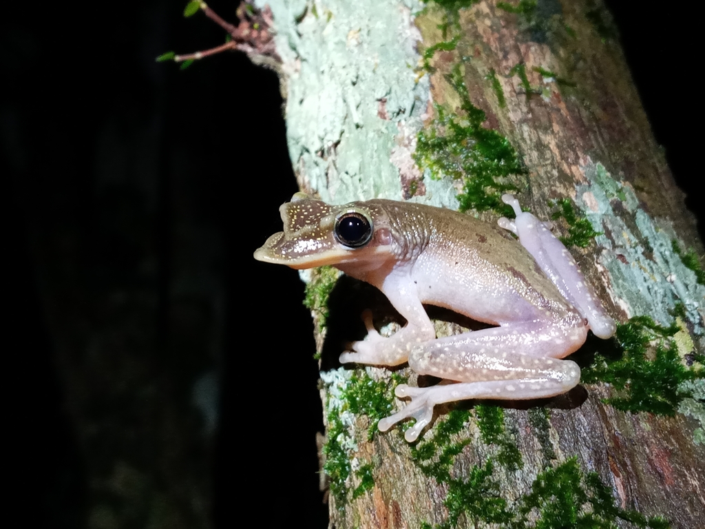 Yucatán Casque-headed Tree Frog from Calakmul, Camp., México on July 19 ...