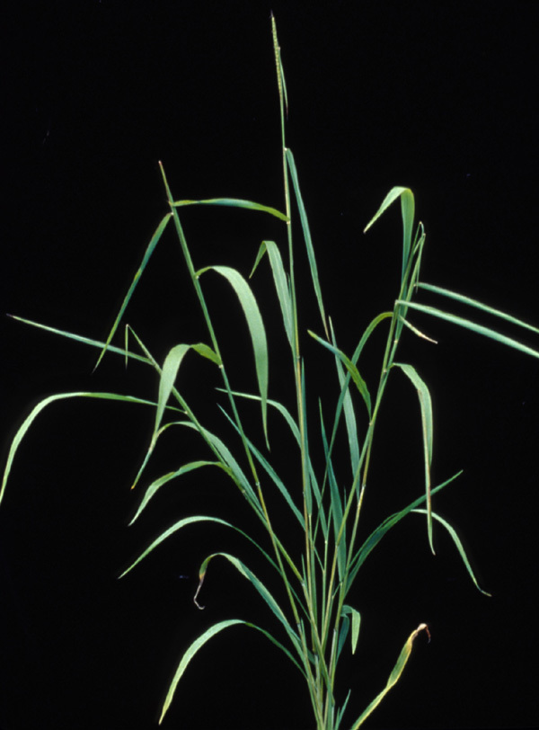 Ischaemum rugosum (Flora Singapore List I) · iNaturalist