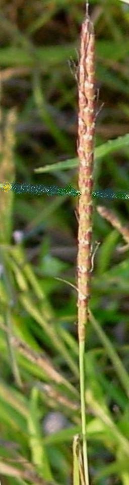 Ischaemum rugosum (Flora Singapore List I) · iNaturalist