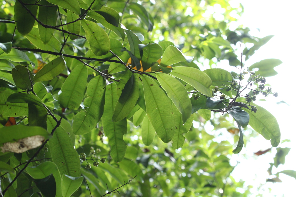 Ixonanthes icosandra (Flora Singapore List I) · iNaturalist