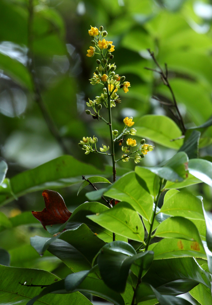 Ixonanthes icosandra (Flora Singapore List I) · iNaturalist