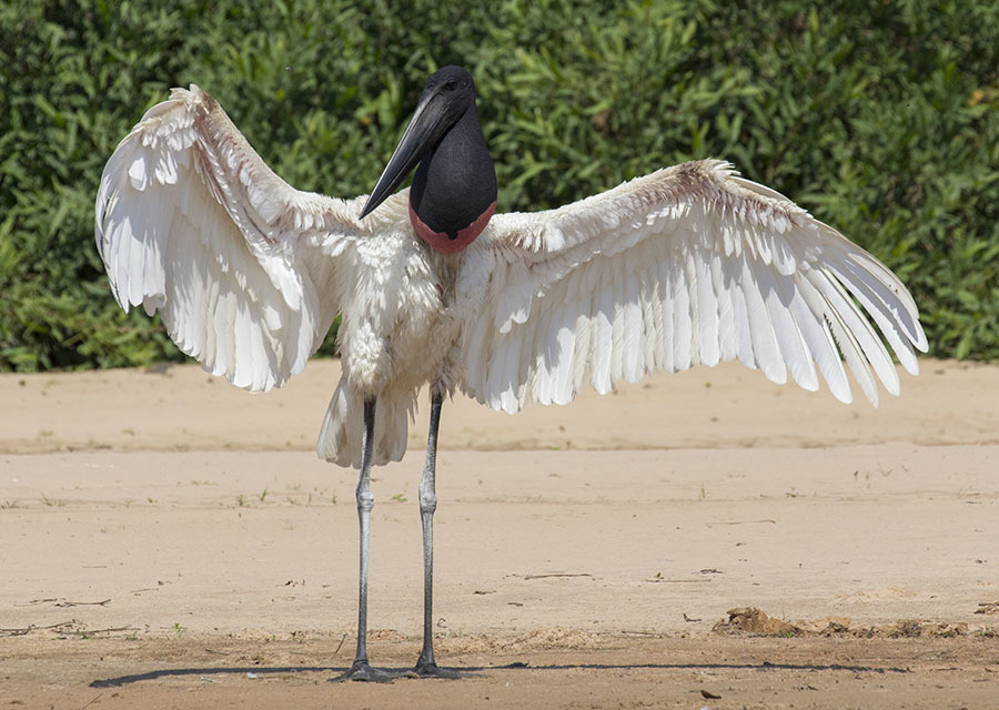Cigüeña jabirú (Guía de Aves de la isla La Fuente) · iNaturalist Mexico