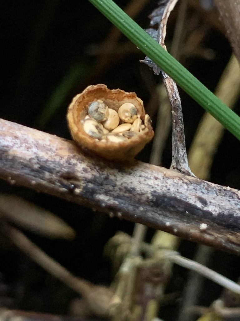 Crucibulum from Kaipara, Mangawhai, Northland, NZ on July 20, 2021 at ...