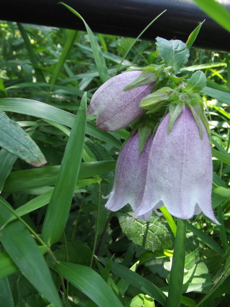 Spotted bellflower from 1 Mitsuikekoen, Tsurumi Ward, Yokohama ...