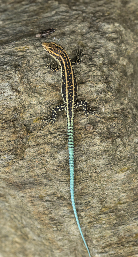 Anatolian Rock Lizard from Therma, Ikaria, Greece on July 15, 2021 at ...