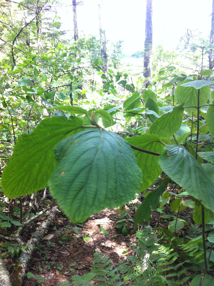 hobblebush on July 8, 2012 at 11:53 AM by Charlie Hohn · iNaturalist