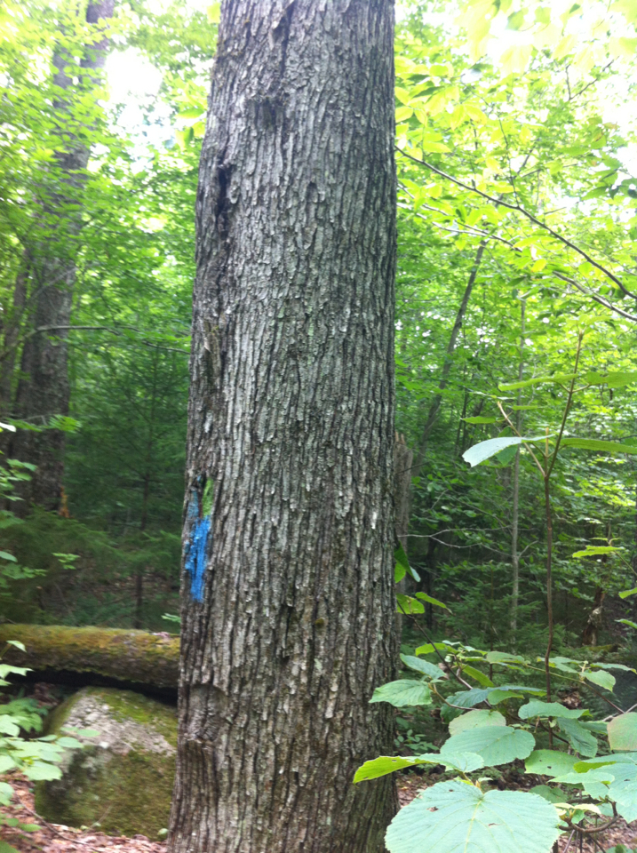 red maple from Caledonia County, US-VT, US on July 08, 2012 at 11:56 AM ...