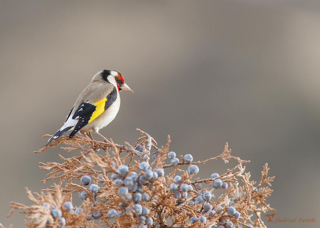 European Goldfinch from Mahdishahr, Semnan Province, Iran on March 22 ...