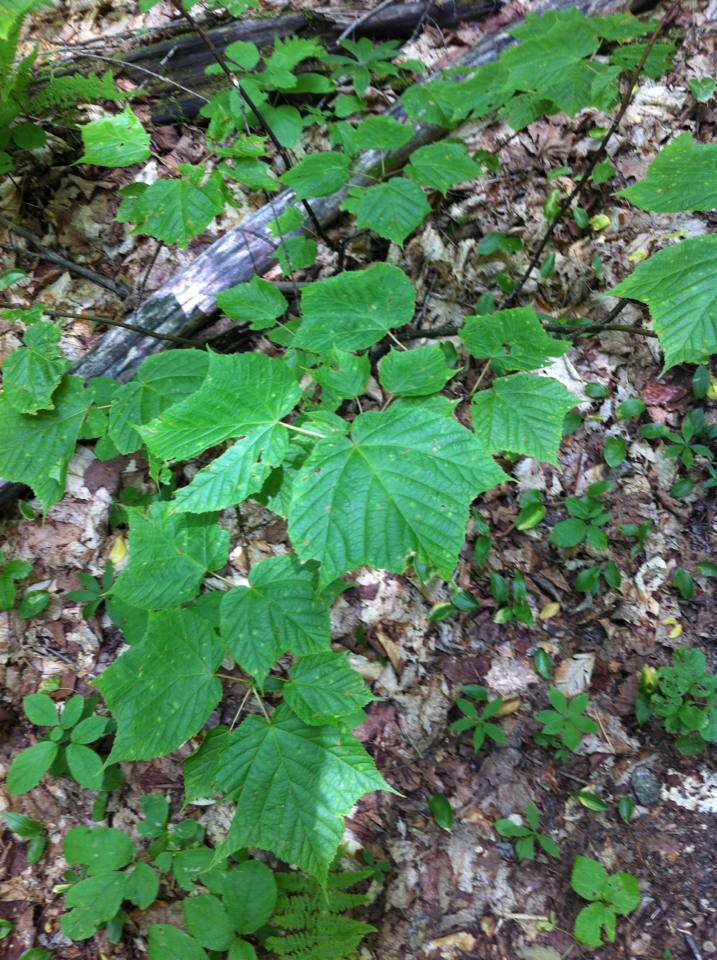striped maple on July 8, 2012 at 12:07 PM by Charlie Hohn · iNaturalist