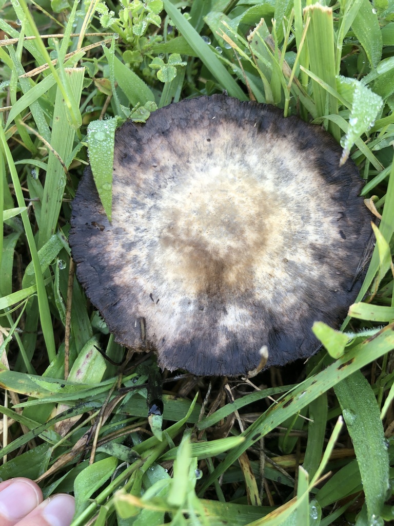 Banded Mottlegill from Raleigh, NC, US on July 20, 2021 at 08:55 AM by ...