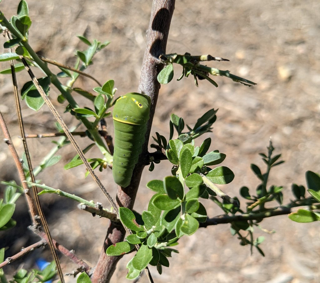 Pale Swallowtail from San Luis Obispo, California, United States on ...