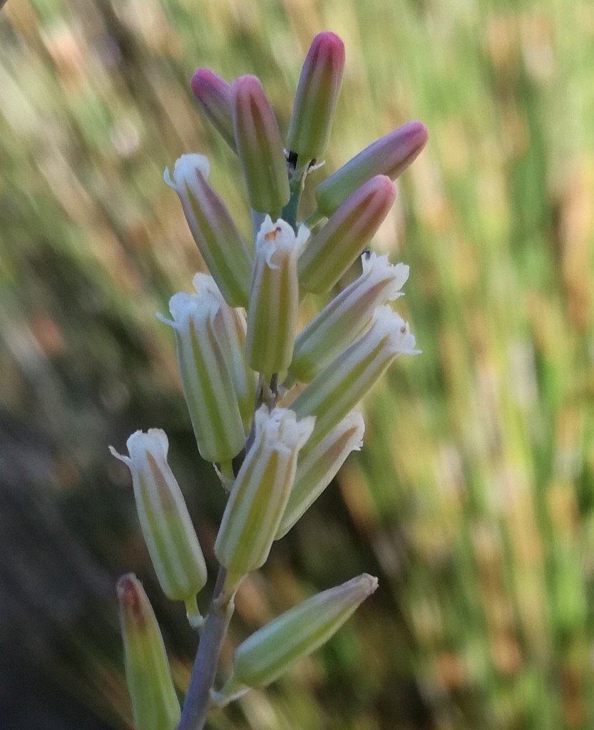 (Astroloba spirella) - Botanical Realm