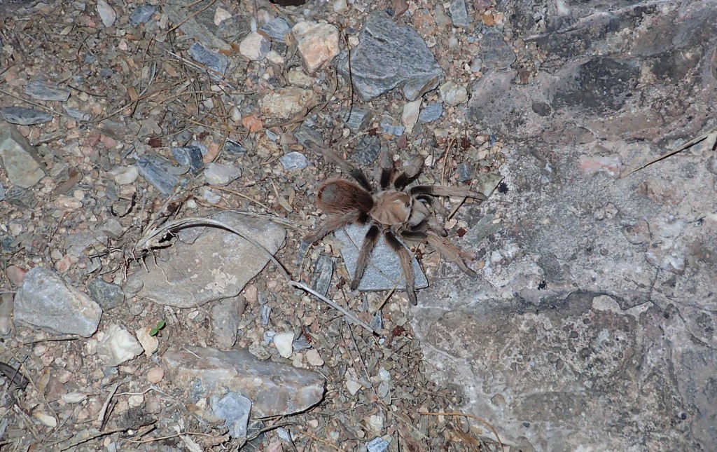 Desert Blonde Tarantula from Cochise County, AZ, USA on July 19, 2021 ...