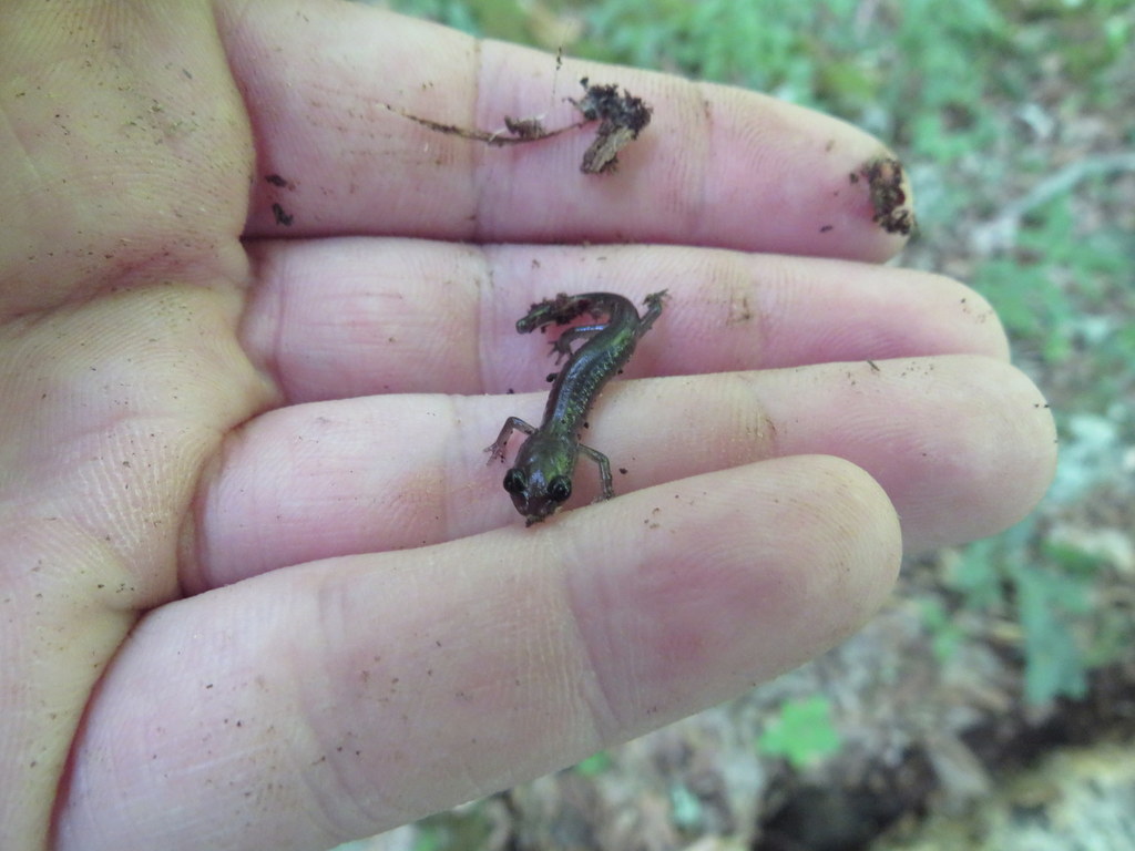 Northern Gray-cheeked Salamander in July 2021 by Jared Gorrell ...