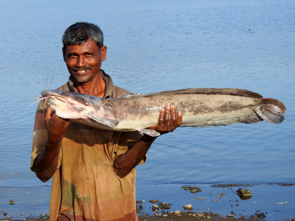 Sharptooth Catfish (Clarias gariepinus) - Marine Life Identification