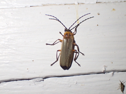 Sphaerarthrum baguionum · iNaturalist