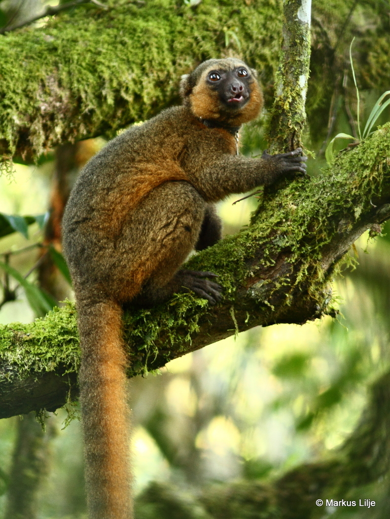 Lemurs, Lorises, and Allies (Strepsirrhini) - Know Your Mammals