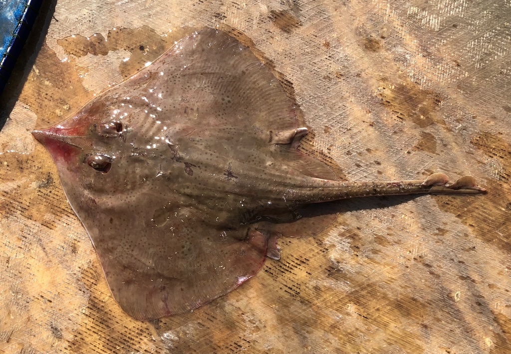 California Skate (Caliraja inornata) - Marine Life Identification