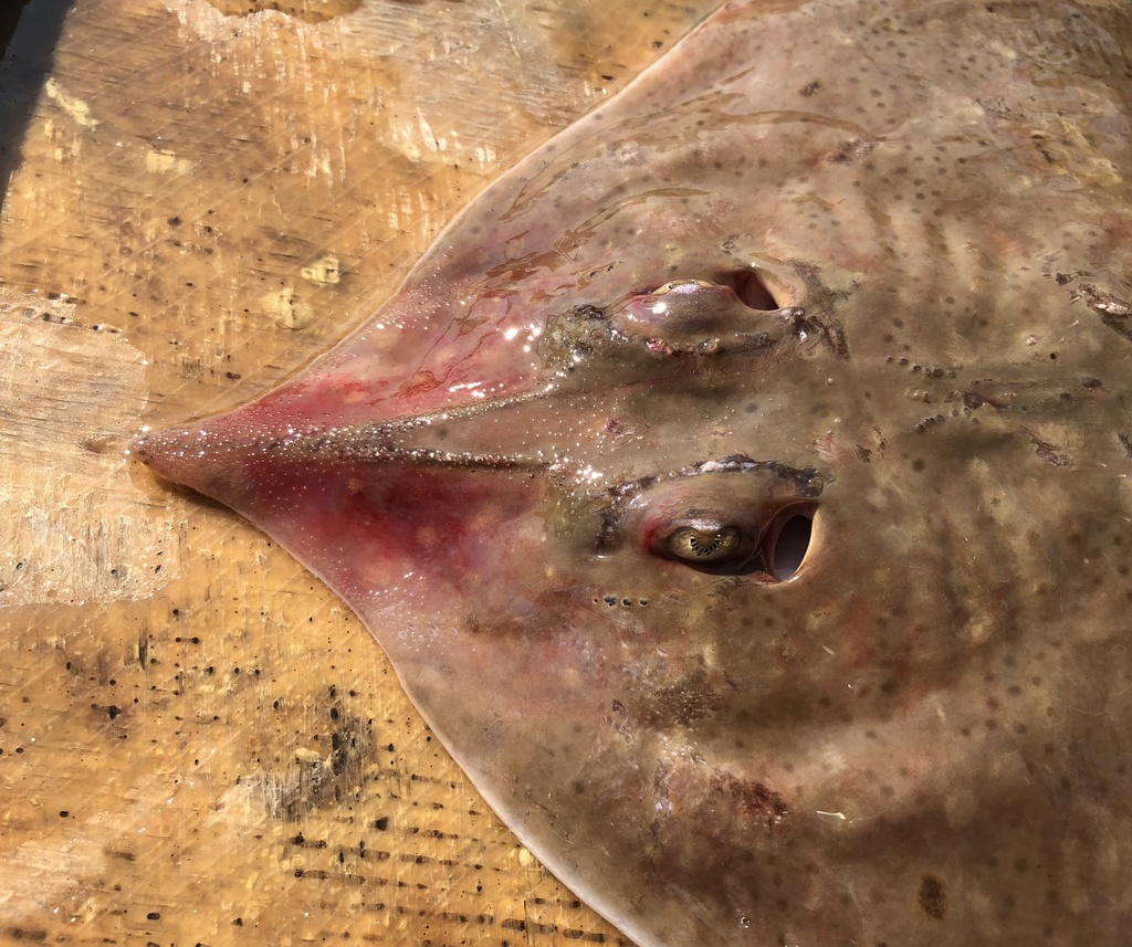 California Skate (Caliraja inornata) - Marine Life Identification