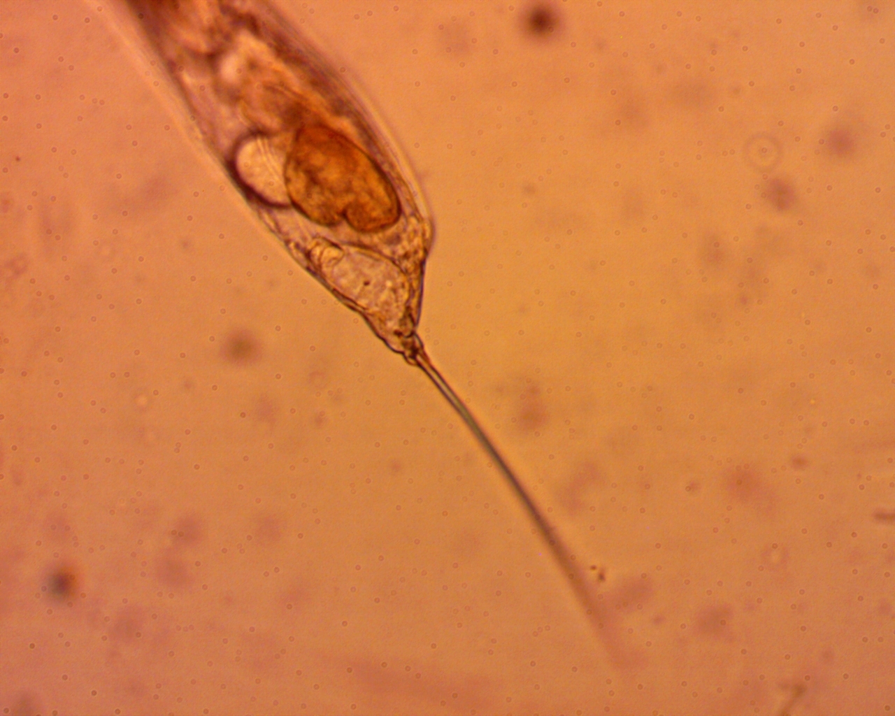 Trichocercidae