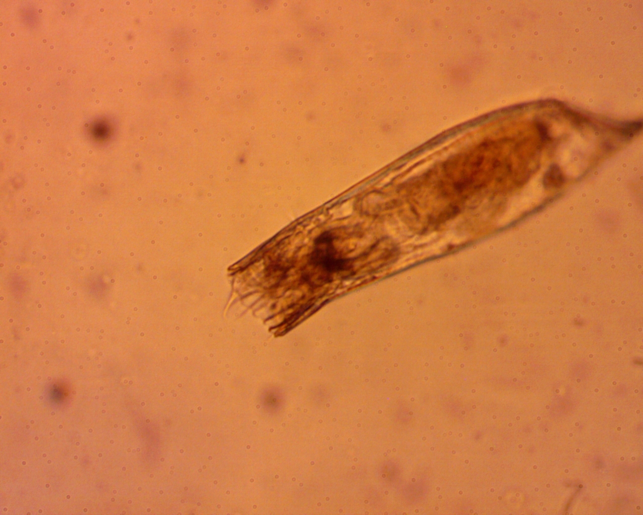 Trichocercidae