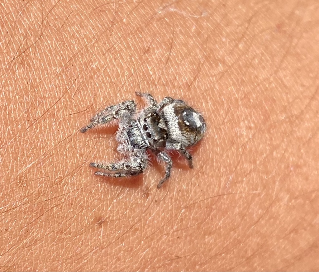 Putnam's Jumping Spider from Merriman Rd, Bedford, VA, US on July 13 ...