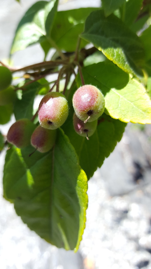 Pacific Crab Apple (Handbook for the Native Trees of Oregon) · iNaturalist