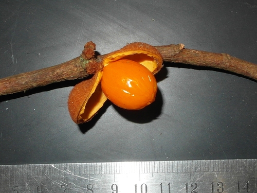 Knema latericia · iNaturalist