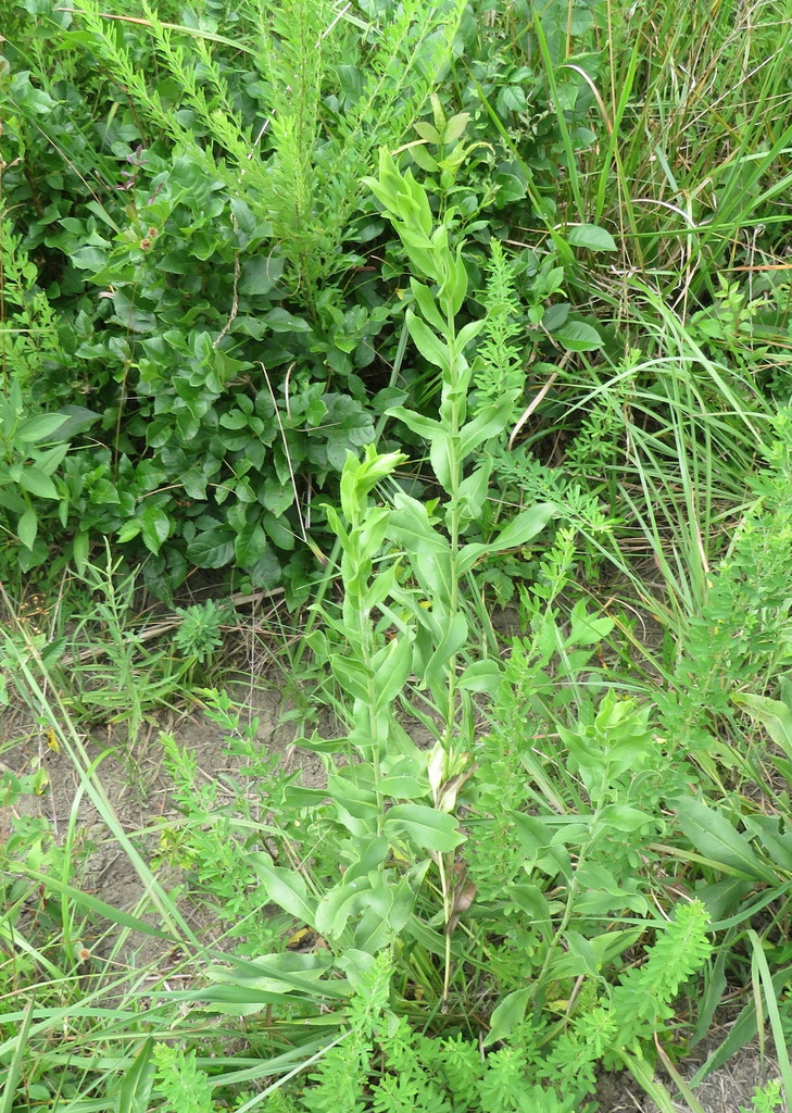 stiff-leaved goldenrod from York County, SC, USA on July 18, 2021 at 09 ...