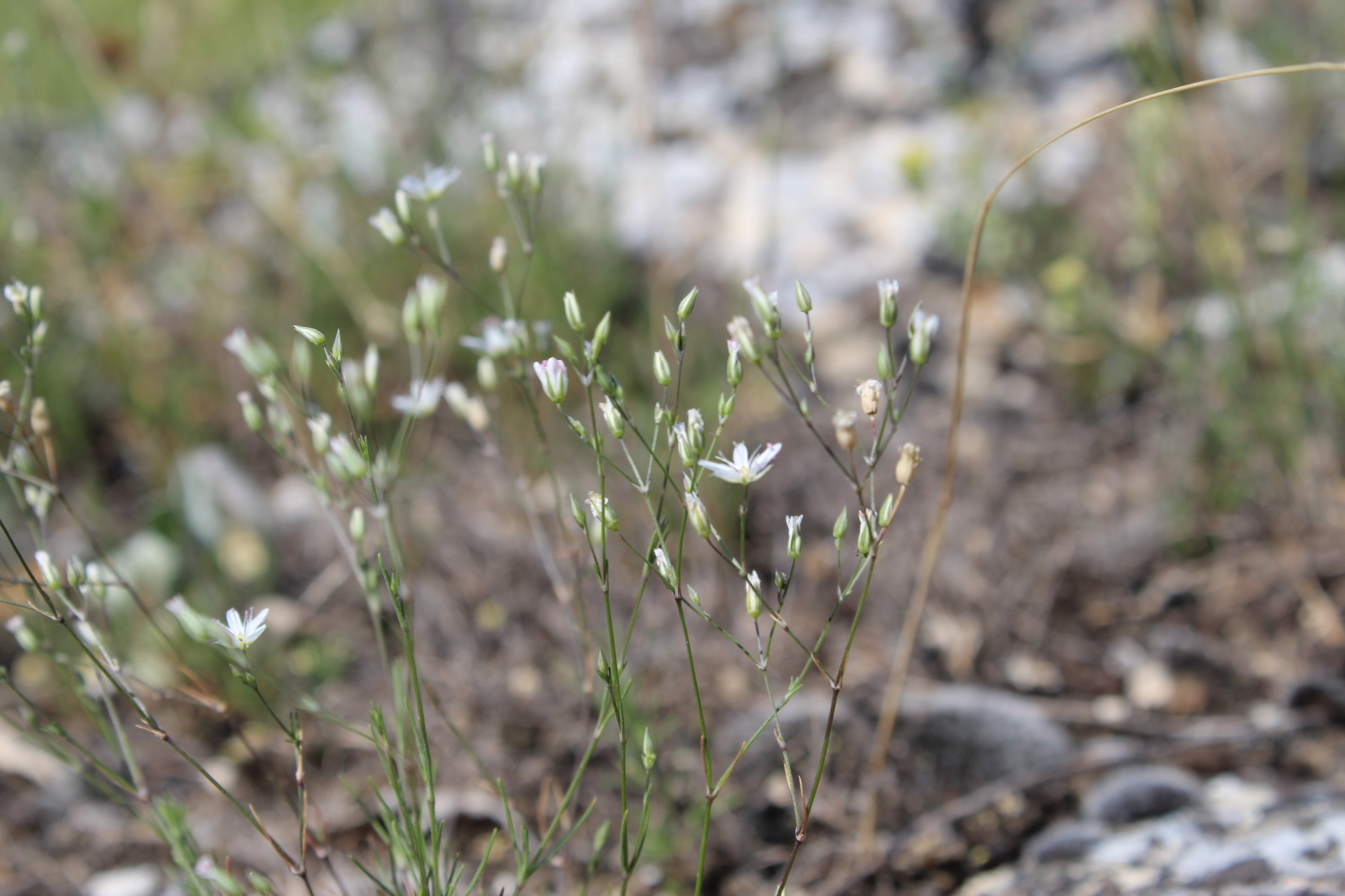 Minuartia setacea (Thuill.) Hayek