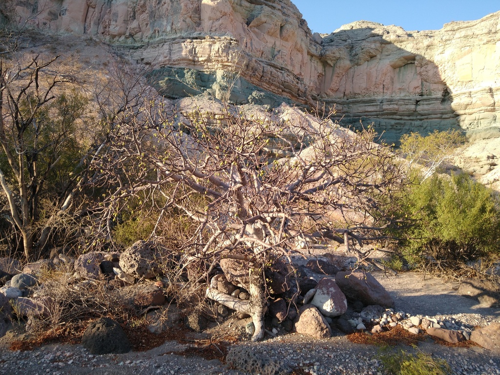 cimarron plum from La Paz, B.C.S., México on July 16, 2021 at 07:32 AM ...