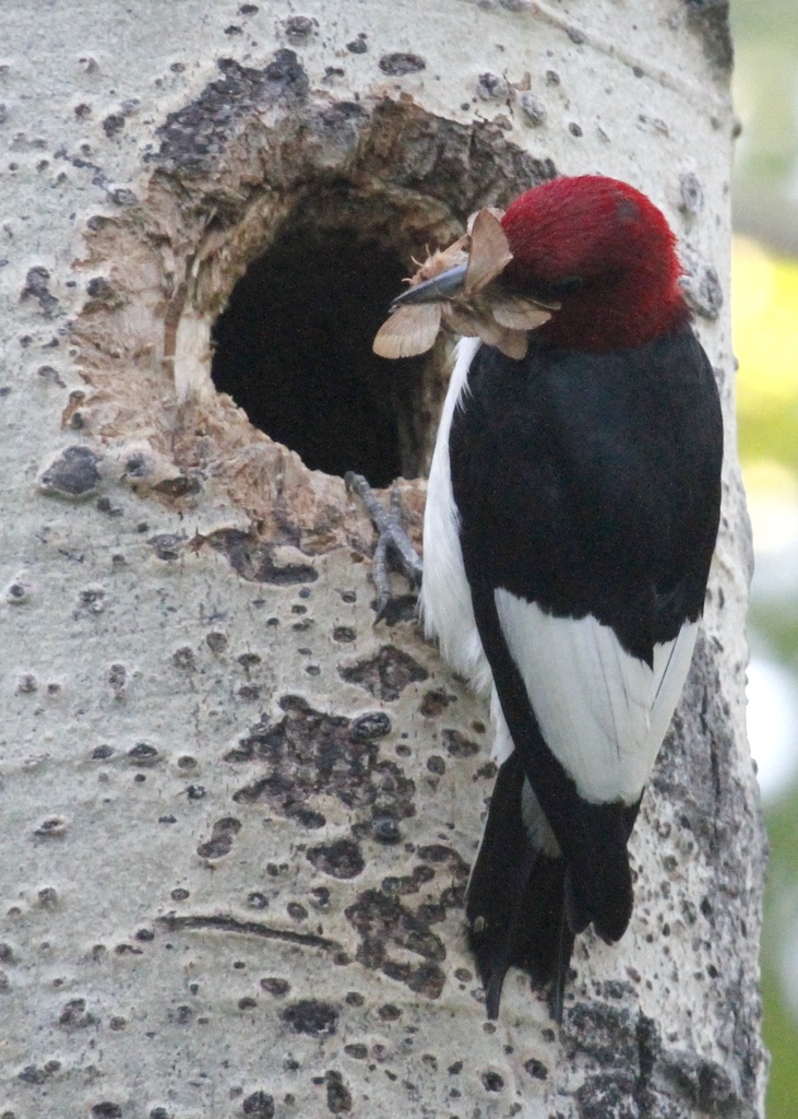 Red-headed Woodpecker from Matlock, MB R0C 2B0, Canada on July 8, 2013 ...