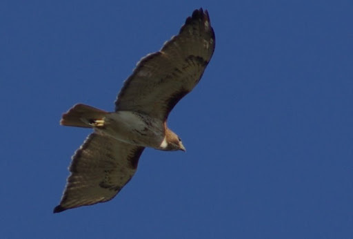 Red-tailed Hawk from Collin County, TX, US on April 03, 2009 at 05:05 ...