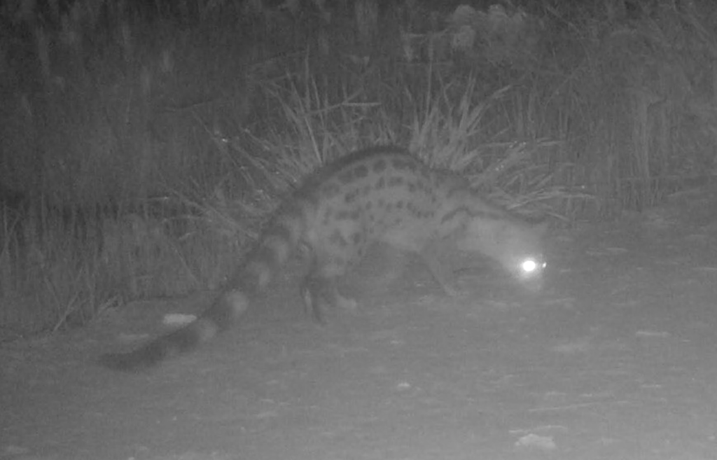 Rusty-spotted Genet from Zakouma HQ on July 20, 2021 at 02:16 AM by ...