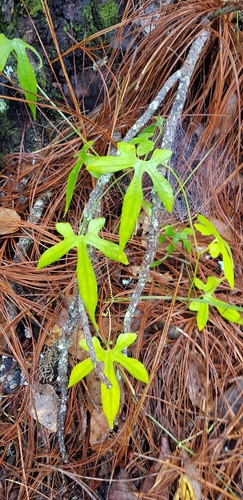 Schizocarpum filiforme · iNaturalist