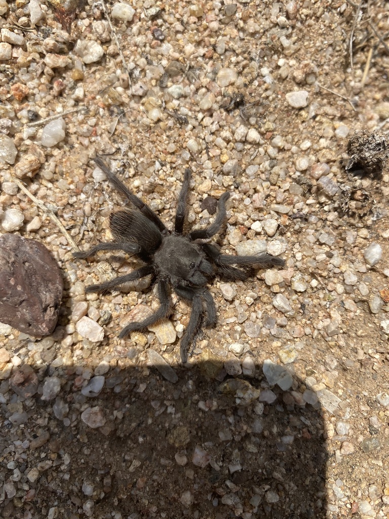 Tucson Bronze Tarantula from Tanque Rd, Safford, AZ, US on July 20 ...