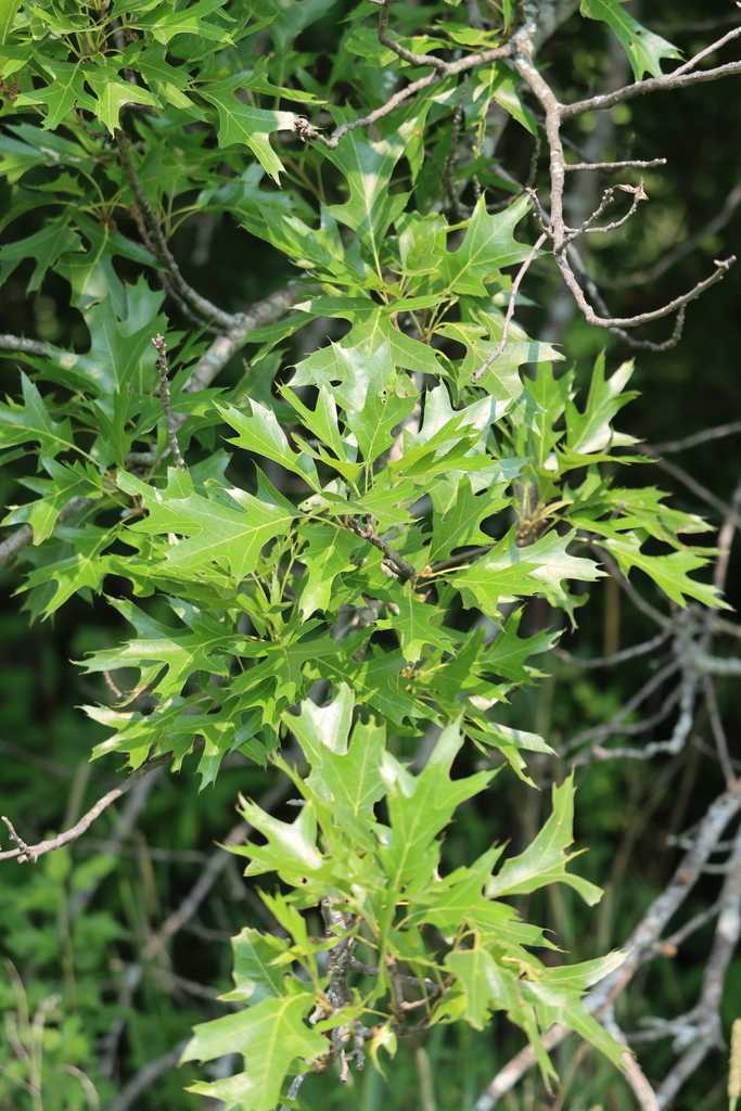 northern pin oak in July 2021 by Ben Zerante · iNaturalist