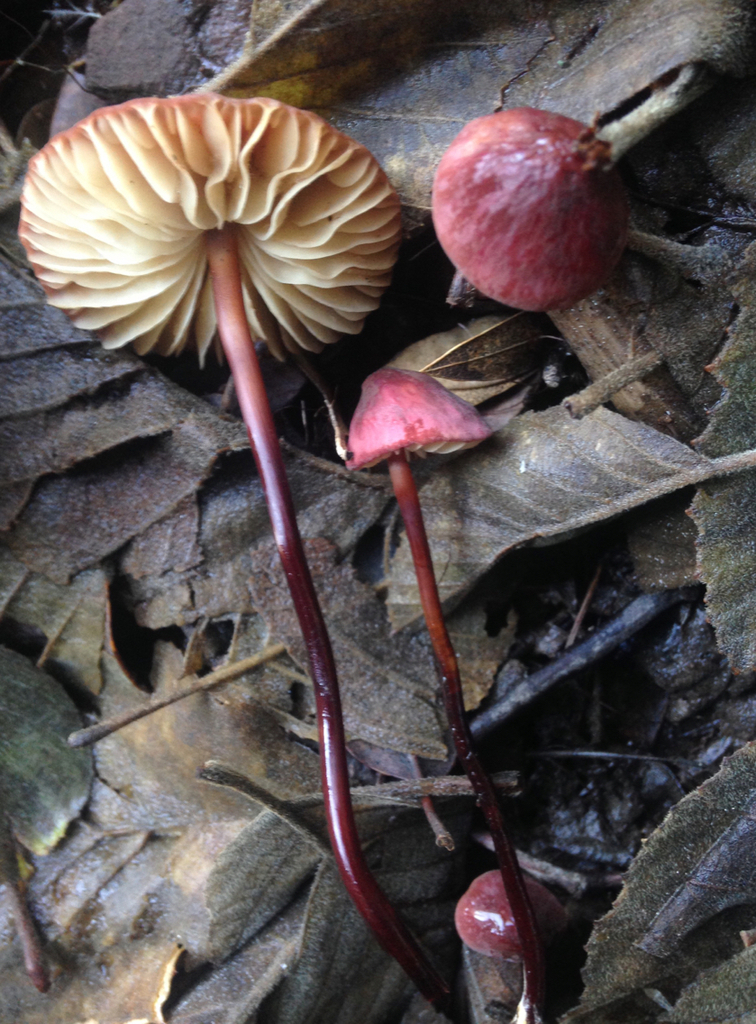 Red Pinwheel (Common Fungi of Redwood Regional Park) · iNaturalist