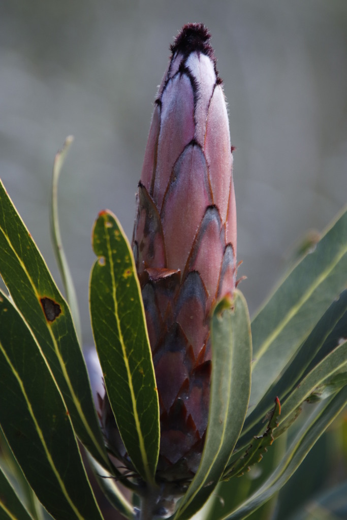 Oleander-leaf Protea from Silvermine Rd N Bokkop, Silvermine west ...