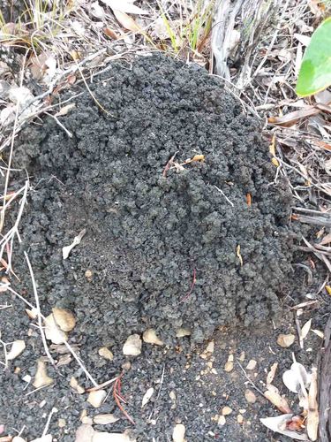 Microcerotermes novaecaledoniae · iNaturalist