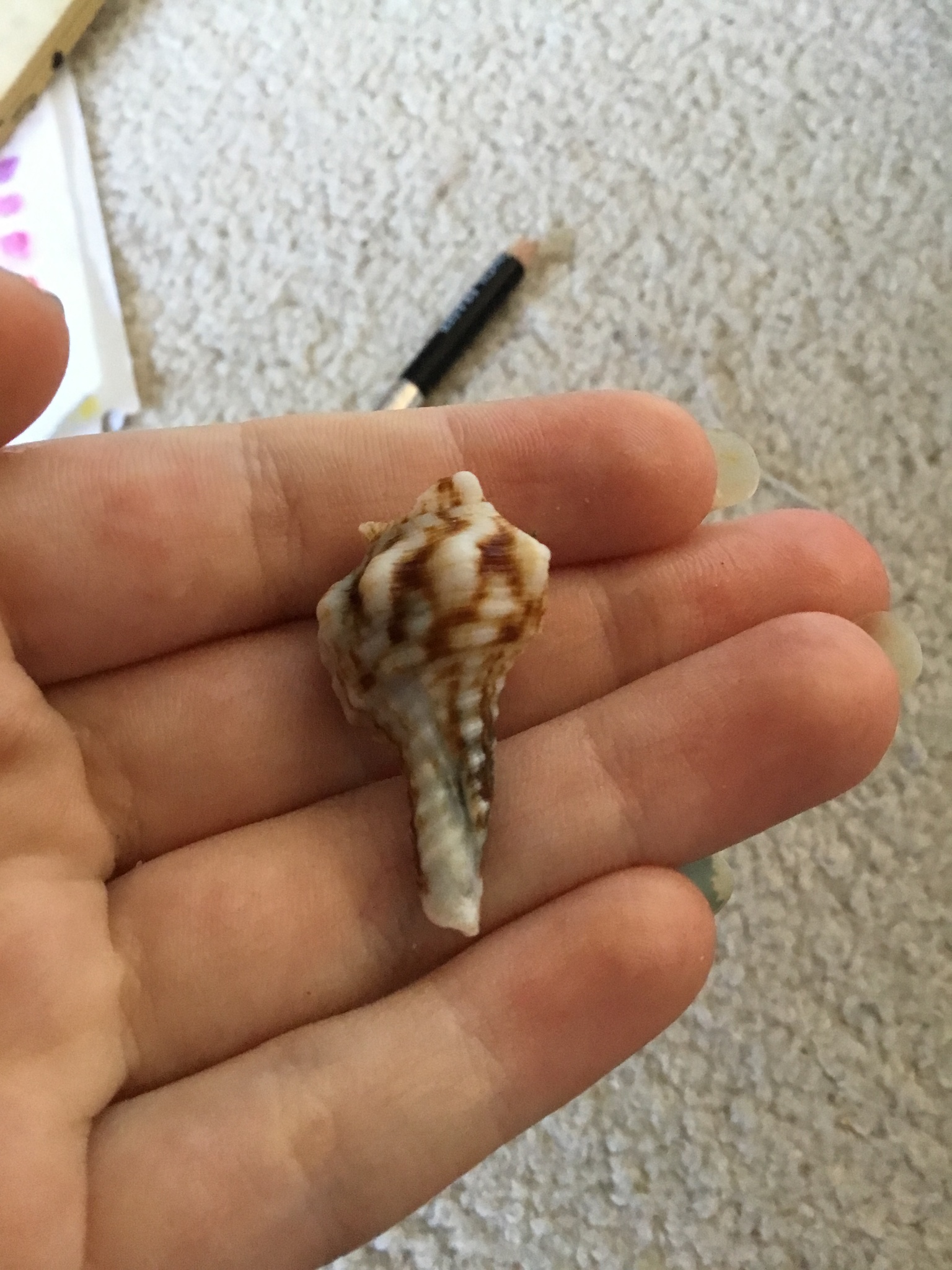 Marmorofusus nicobaricus (Röding, 1798)