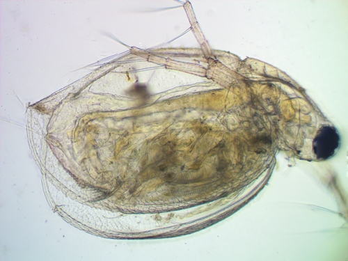 Ceriodaphnia megops · iNaturalist United Kingdom