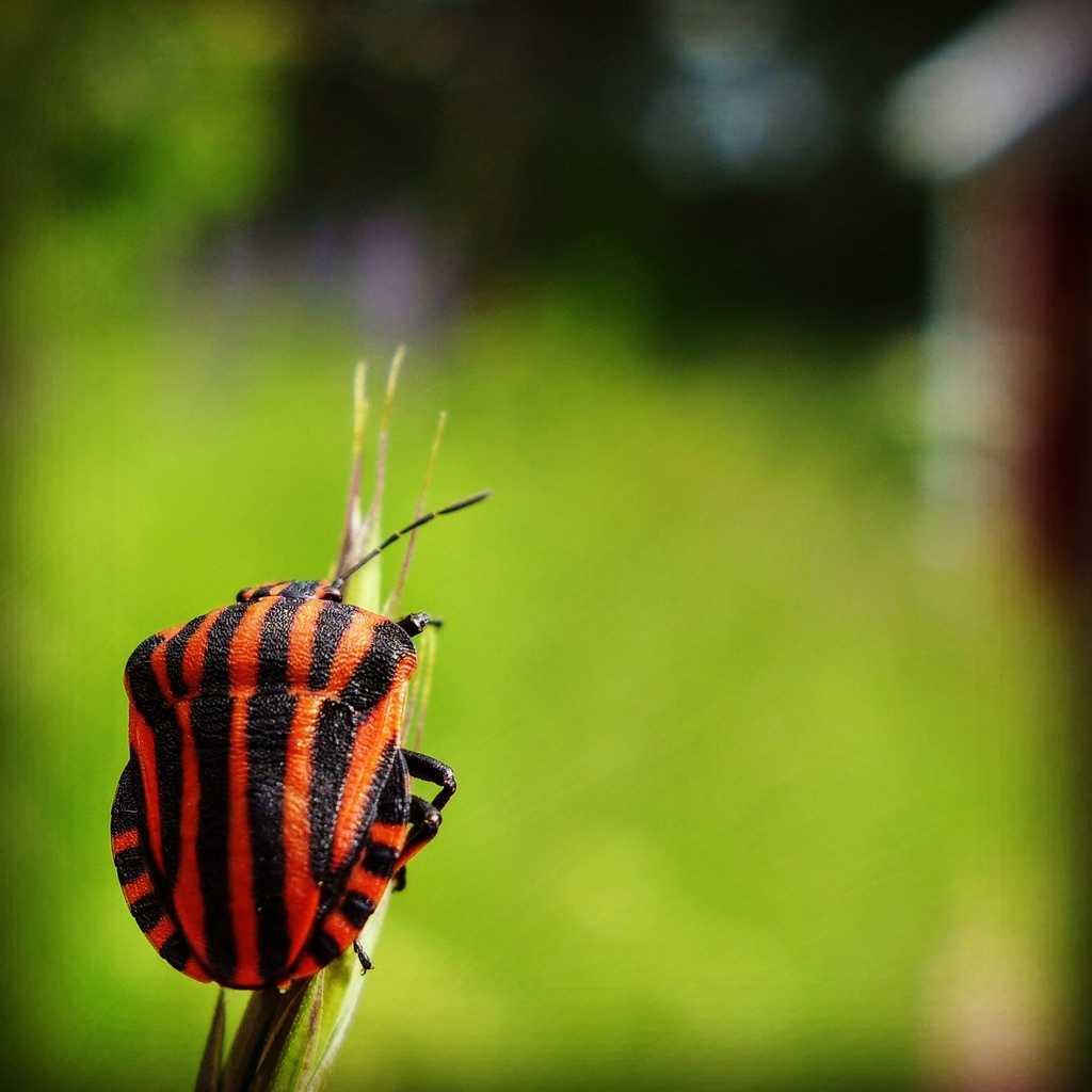 European Striped Shield Bug from Björkenäs 1, Julita, Södermanland, SE ...