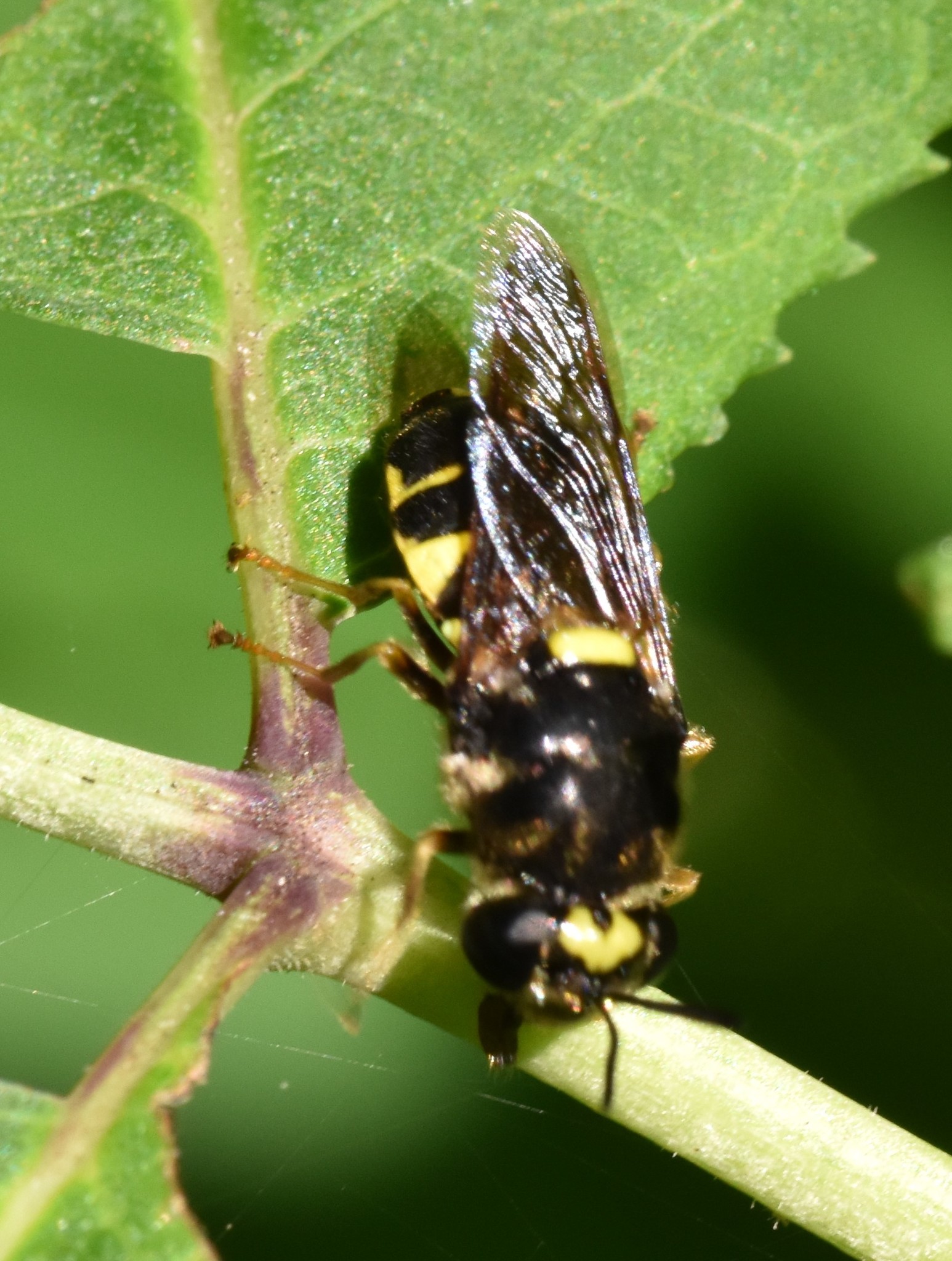 Stratiomys norma Wiedemann, 1830